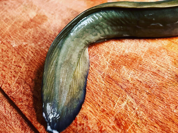 Eel in red wine - Anguille au vin rouge - recipe - harpune.info